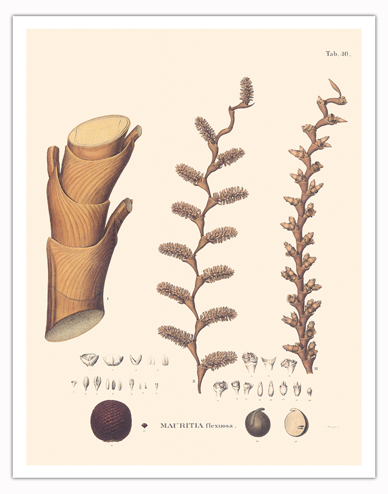 Moriche Palm Tree (Mauritia Flexuosa) - Vintage Botanical Illustration ...